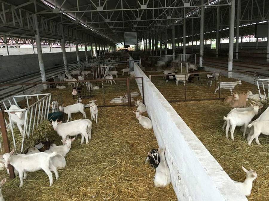 Design, manufacture and construction of a turnkey goat farm ...